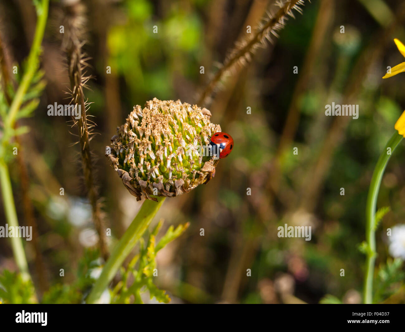 Ladybird / ladybug / bishy barnabee Stock Photo - Alamy