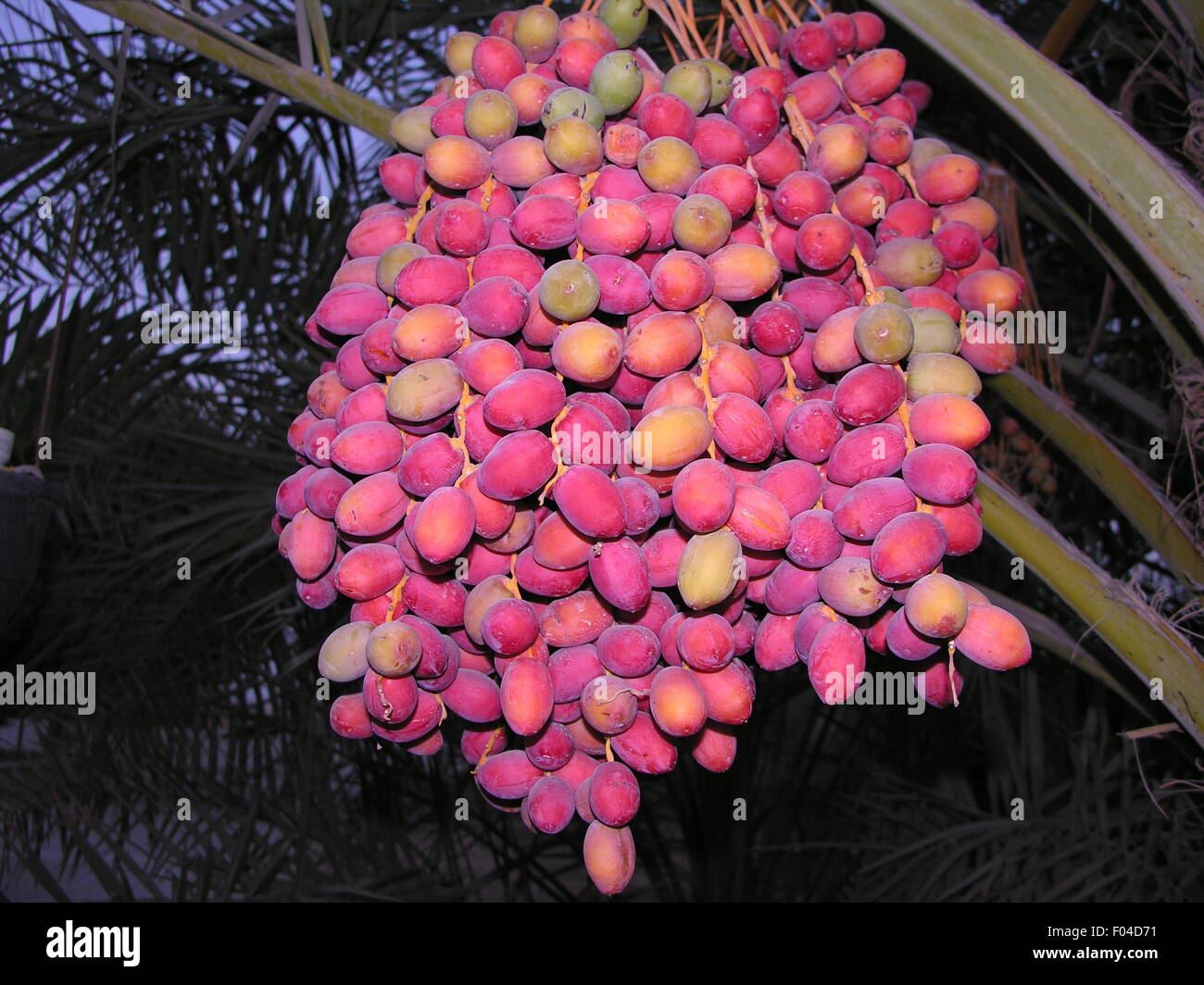 Dates on date palm Stock Photo - Alamy