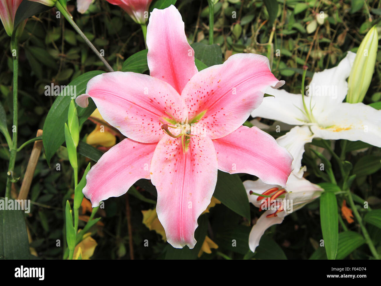 Pink lily flowers Stock Photo - Alamy