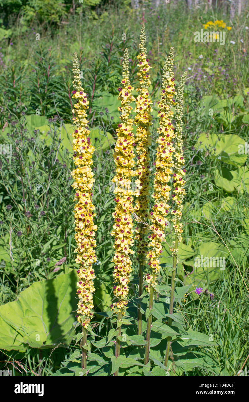 Verbascum or Dark Mullein growing wild seen from the Monsal Trail in ...