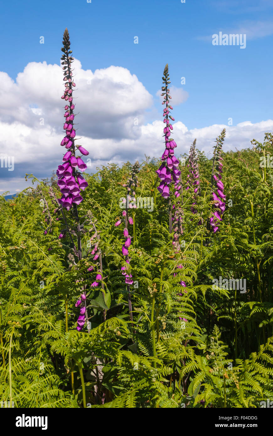A portrait photograph of Common Foxgloves, Digitalis purpurea , growing ...