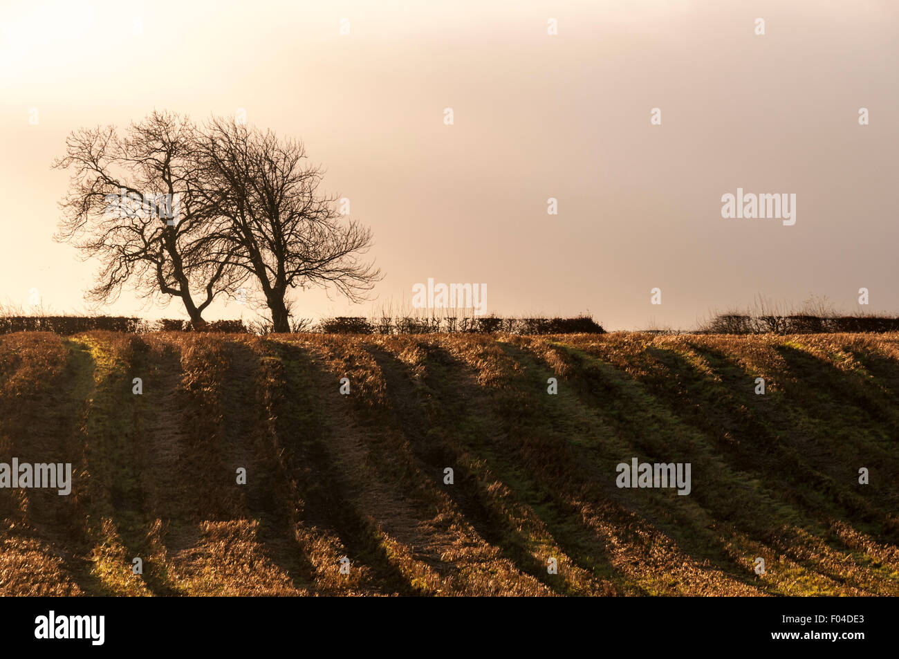 Two trees on the skyline and a heavily rutted frosty field Stock Photo ...