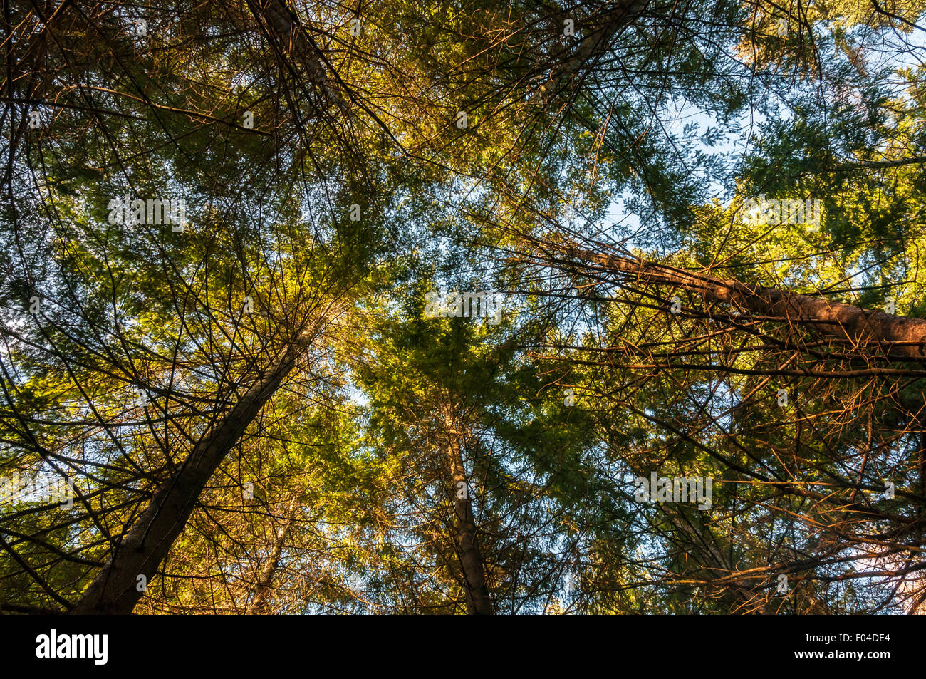Looking up into the treetops Stock Photo - Alamy