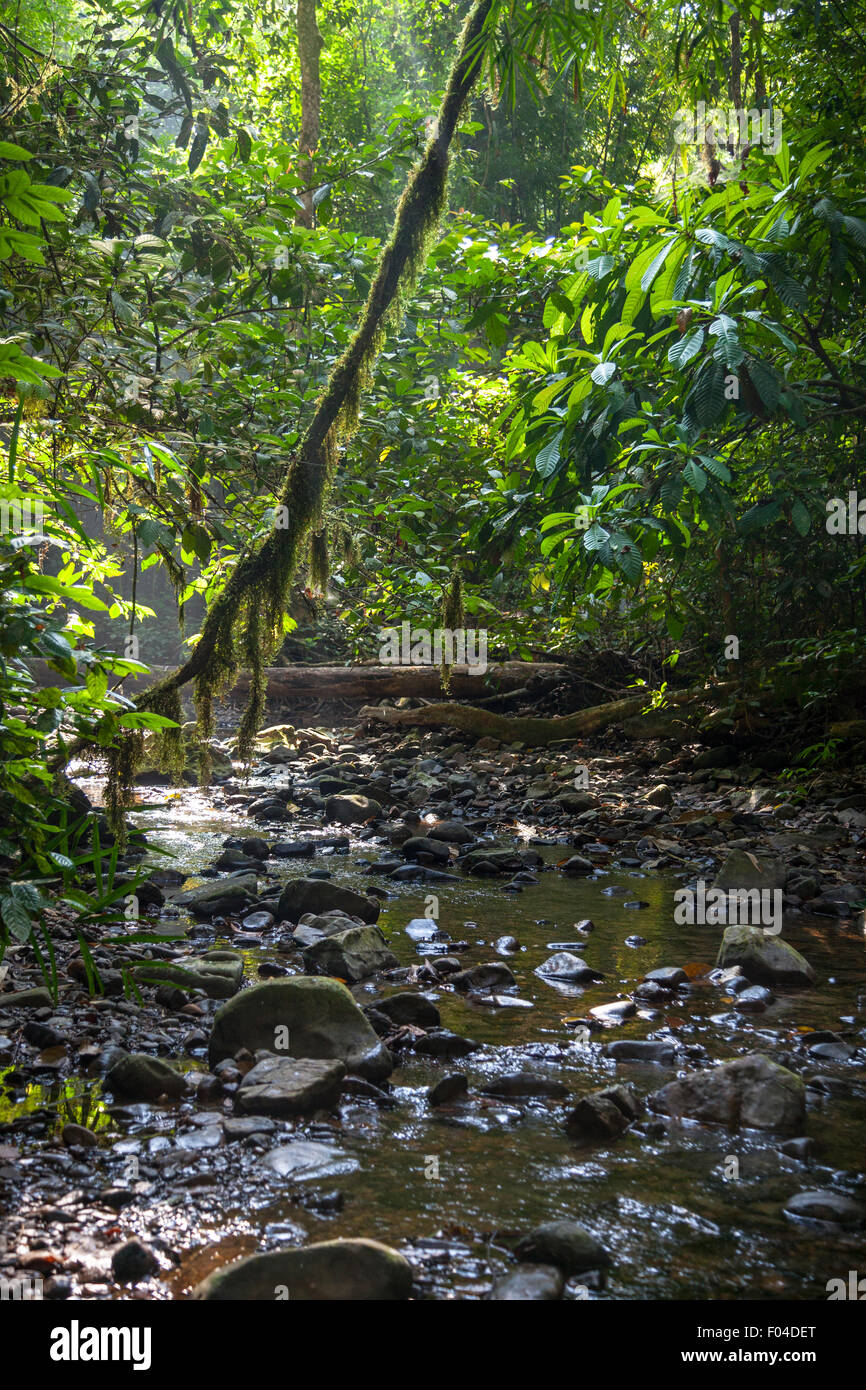 Stream in the Jungle. Khao Sok. Thailand Stock Photo - Alamy