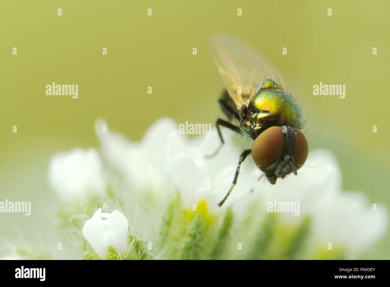 Tiny fly on a tiny flower Stock Photo - Alamy