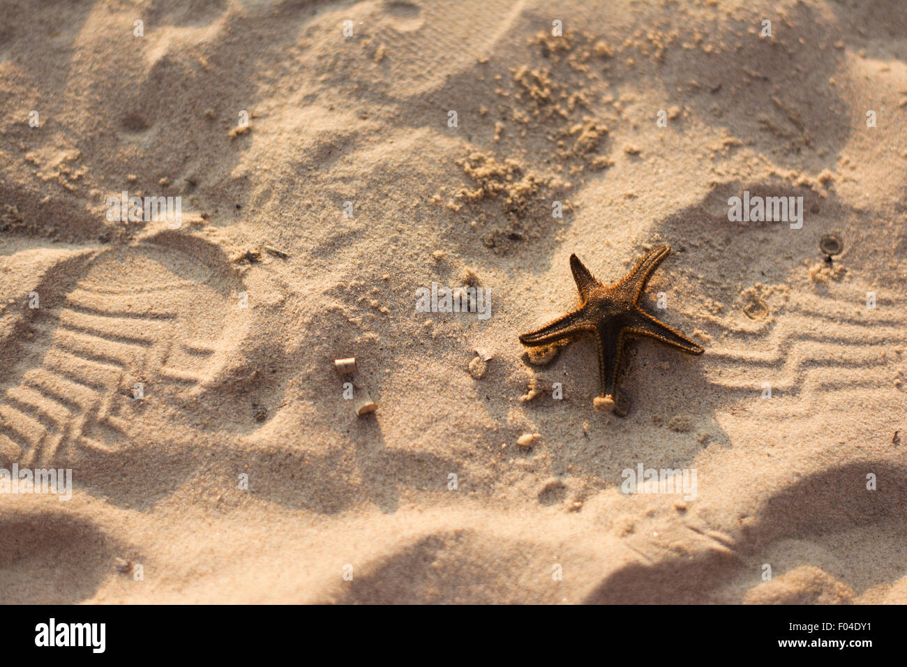 Star fish laying on a sandy beach Stock Photo - Alamy