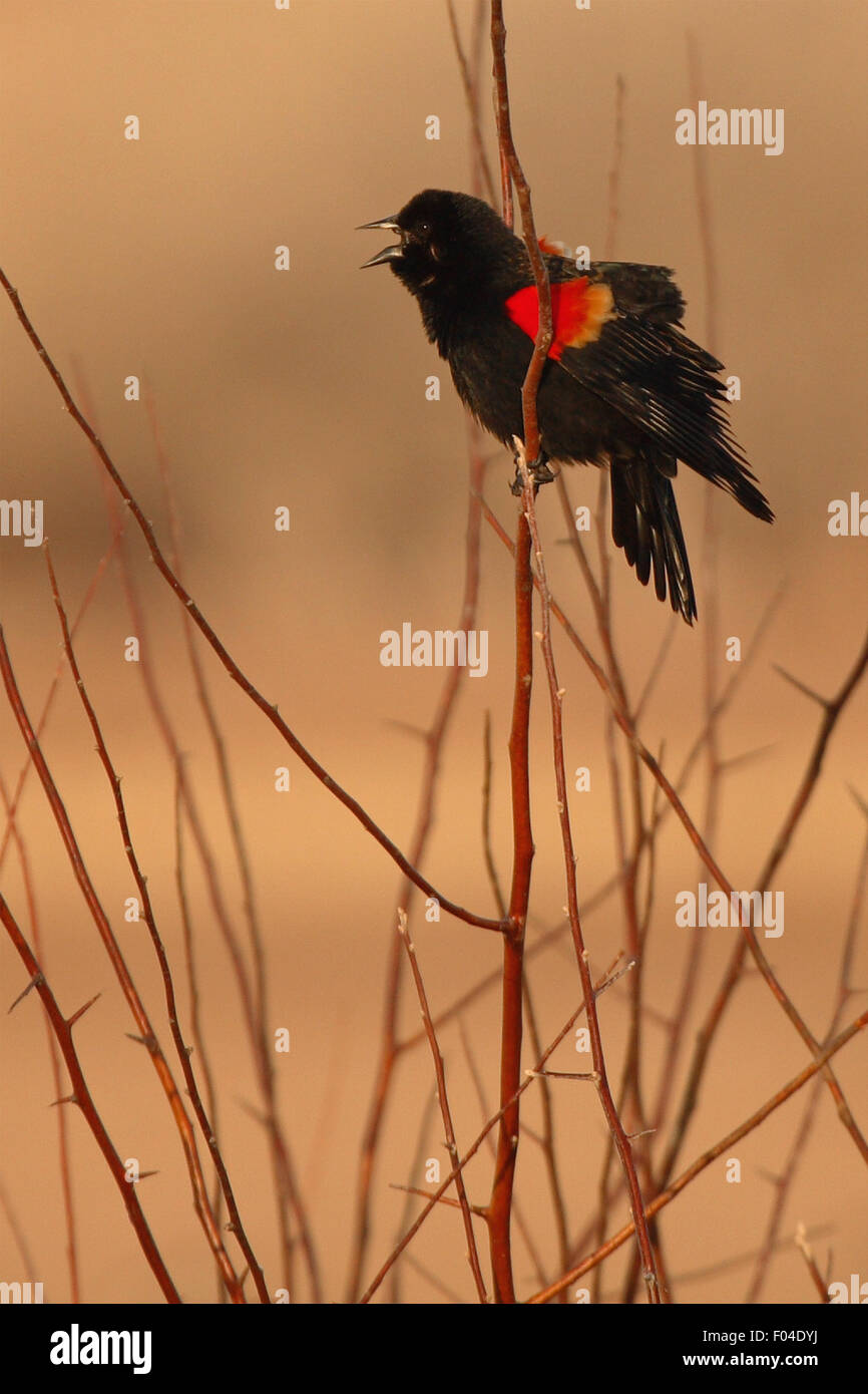 A Red-winged Blackbird singing loudly Stock Photo - Alamy