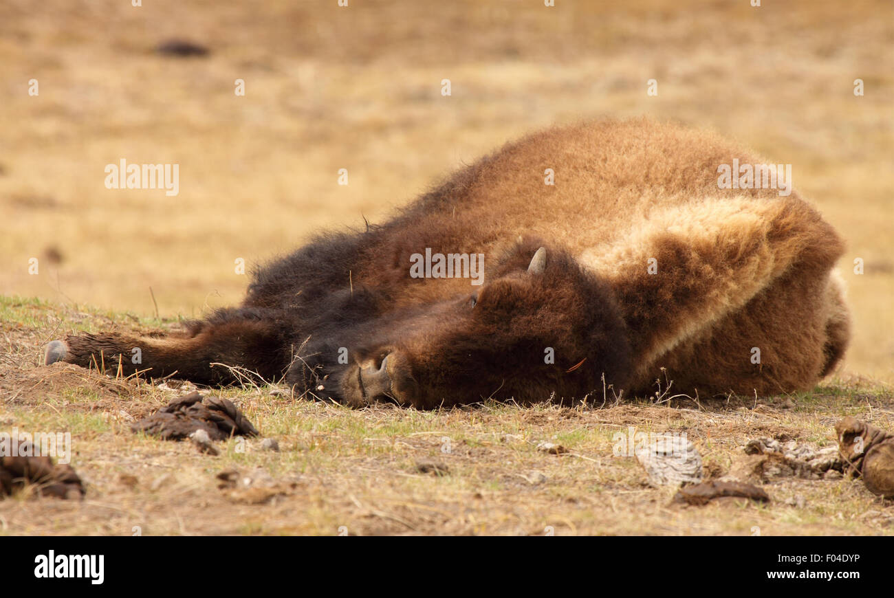 An American Bison asleep on its side Stock Photo - Alamy