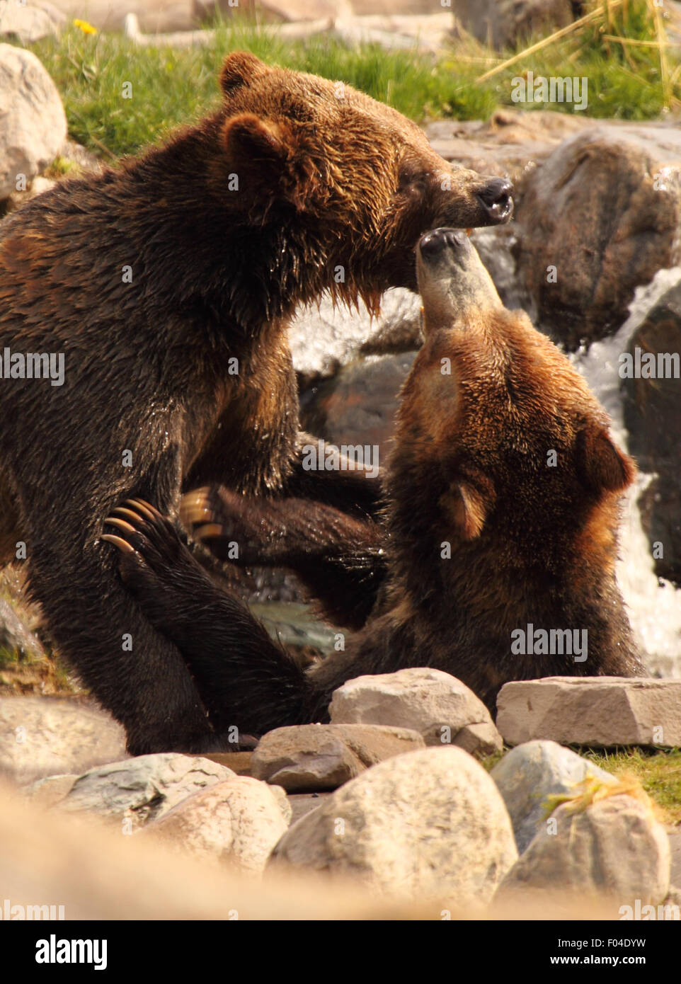 Grizzly Bears in a biting fight Stock Photo - Alamy