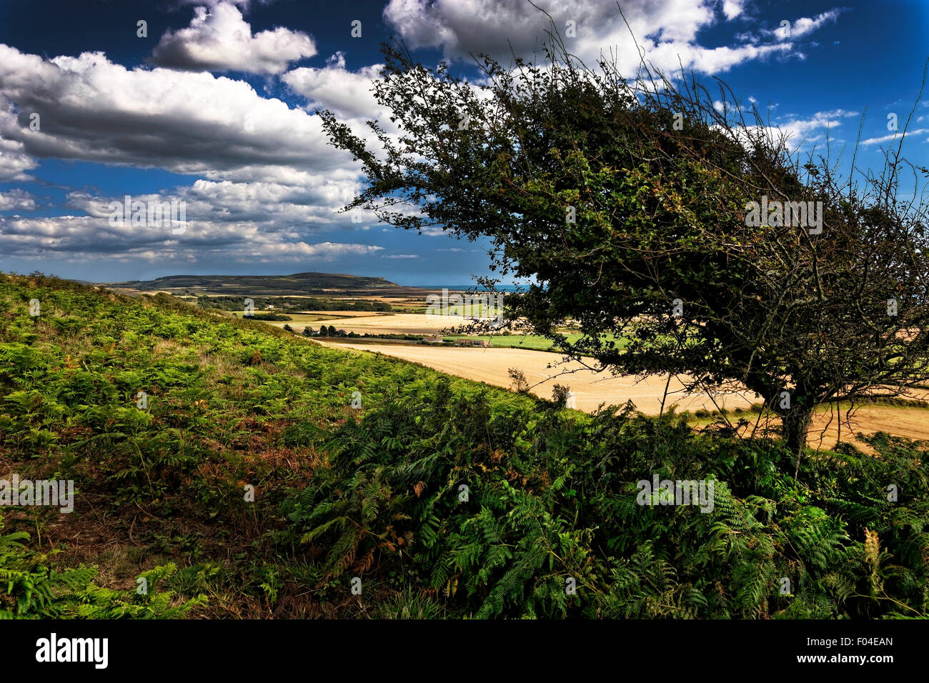 A tree sculpted by the prevailing wind frames a view looking southeast ...