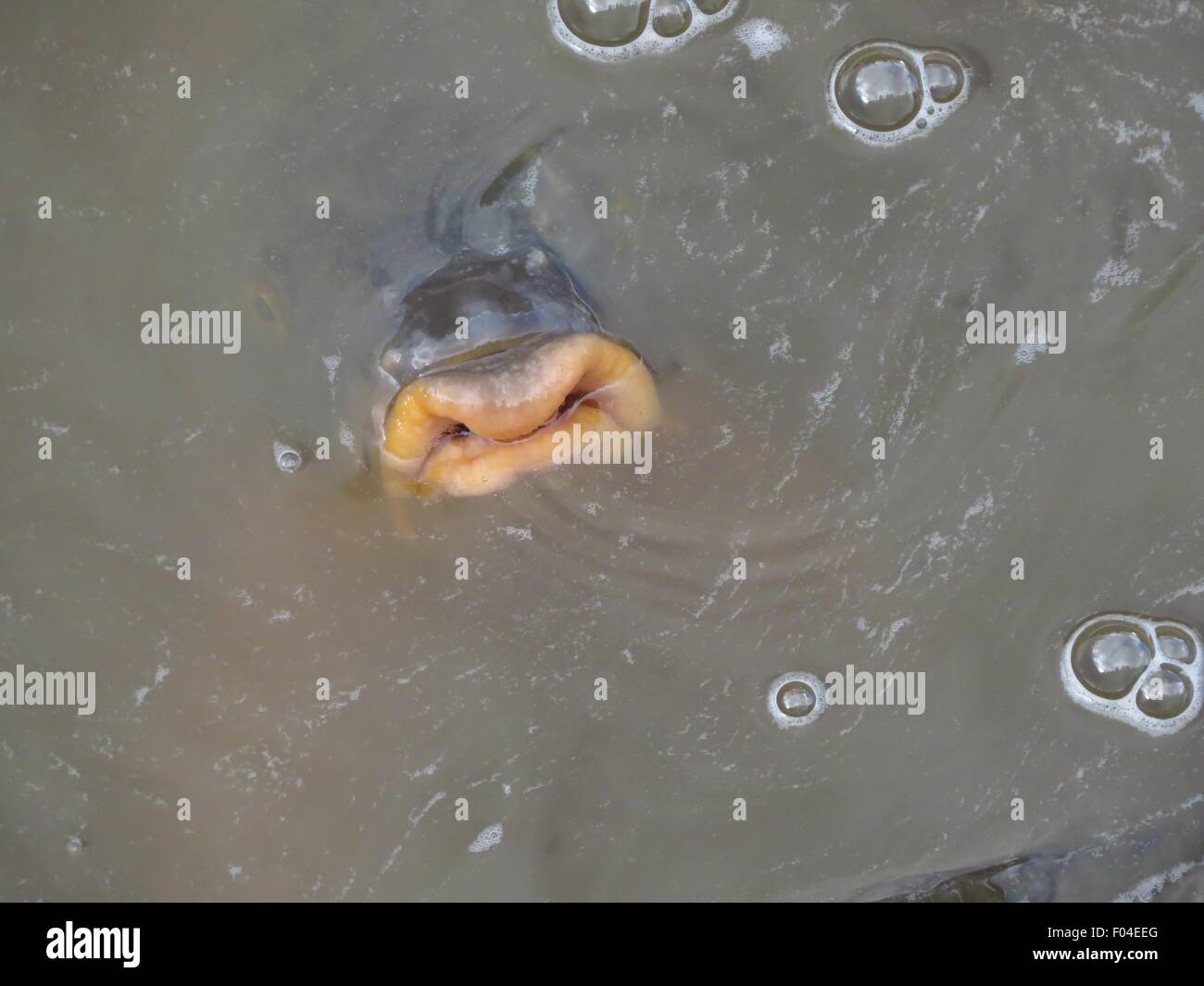 carp lips in the river Stock Photo - Alamy