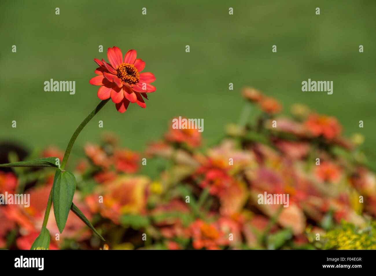Single red flower Stock Photo - Alamy