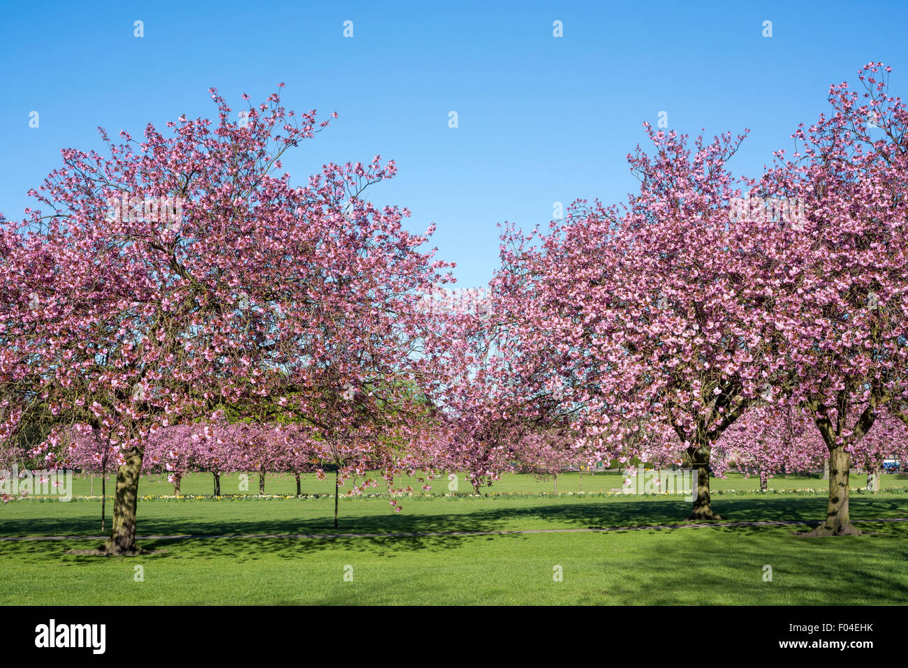Cherry trees north yorkshire hi-res stock photography and images - Alamy