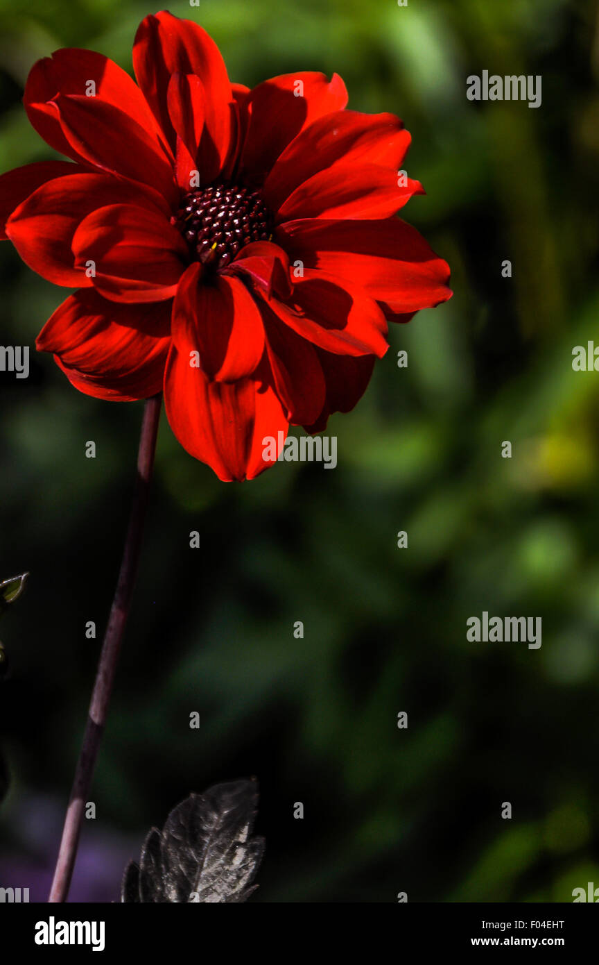 Single red flower Stock Photo - Alamy