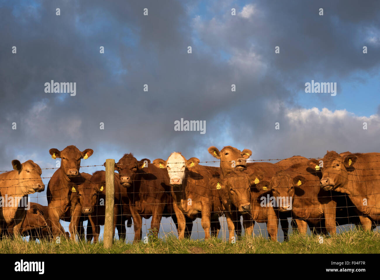 Cows on Bishop Wilton Wold, East Yorkshire Stock Photo - Alamy