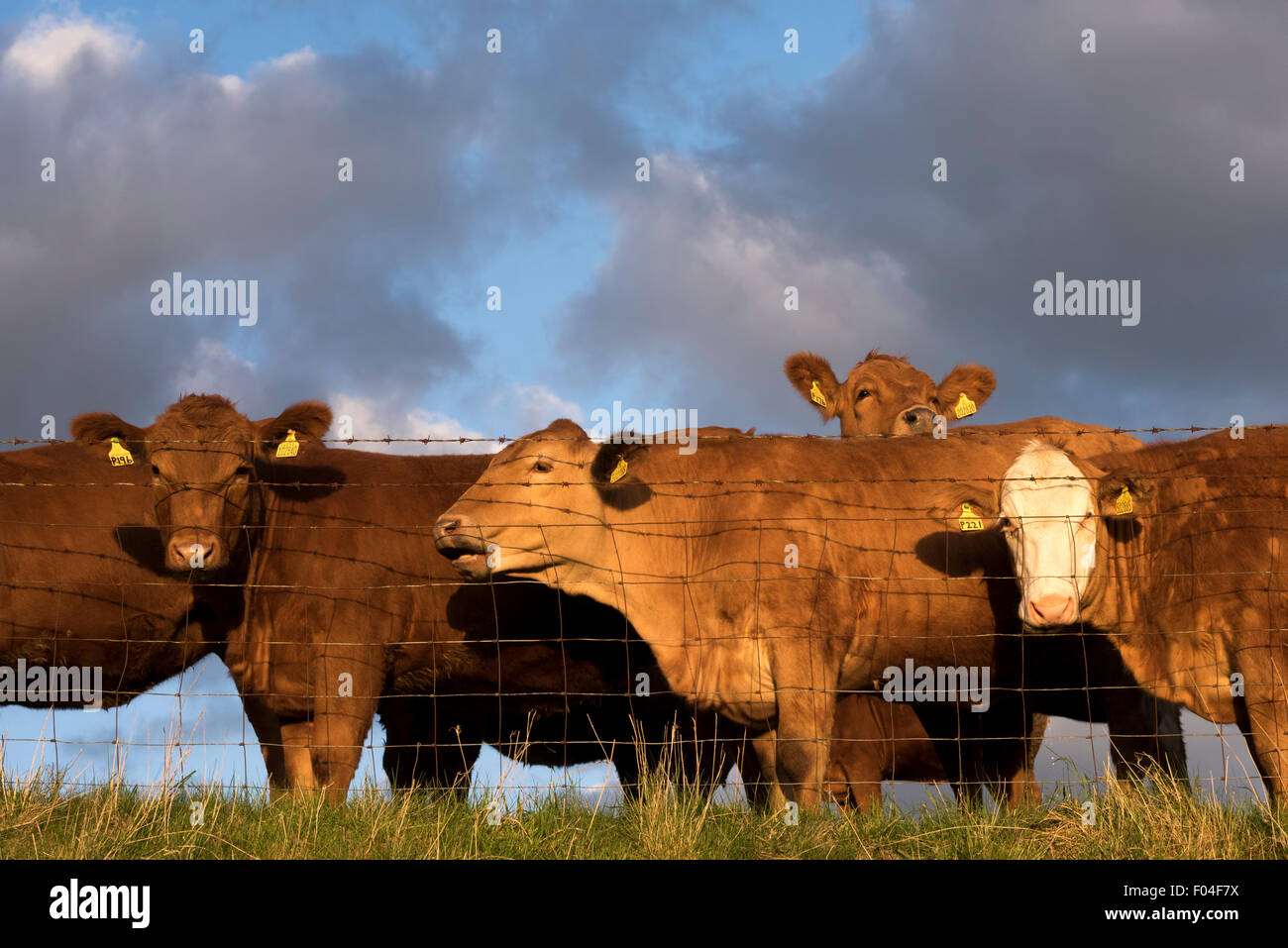 Cows on Bishop Wilton Wold, East Yorkshire Stock Photo - Alamy