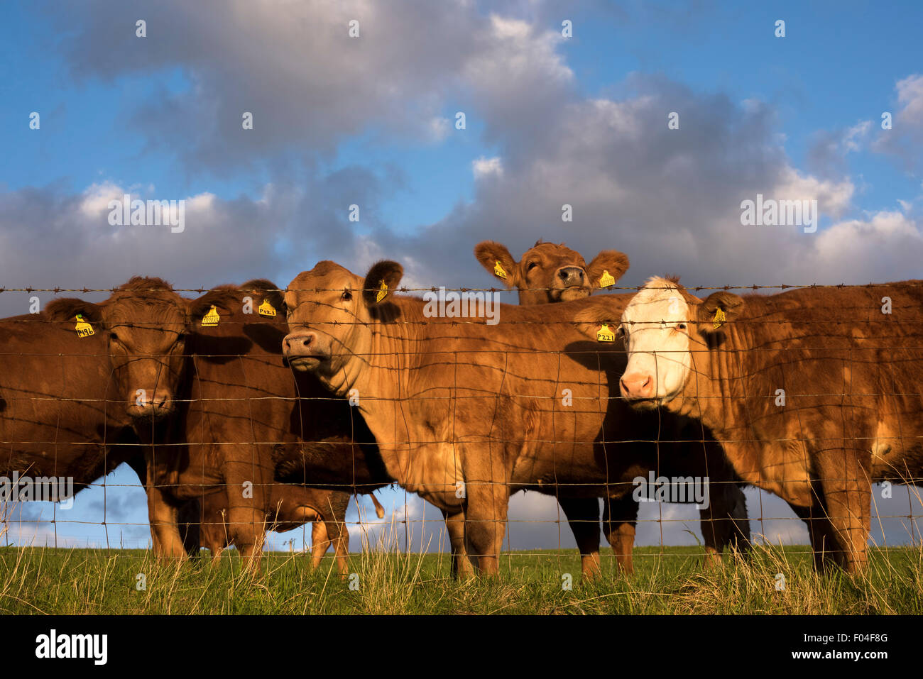 Cows on Bishop Wilton Wold, East Yorkshire Stock Photo - Alamy