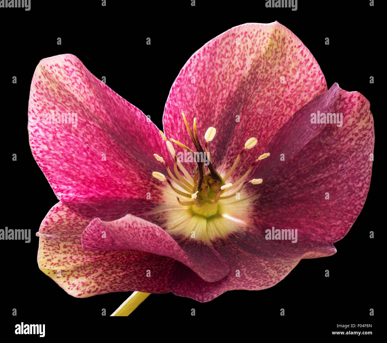 Red single Hellebore close up Stock Photo - Alamy