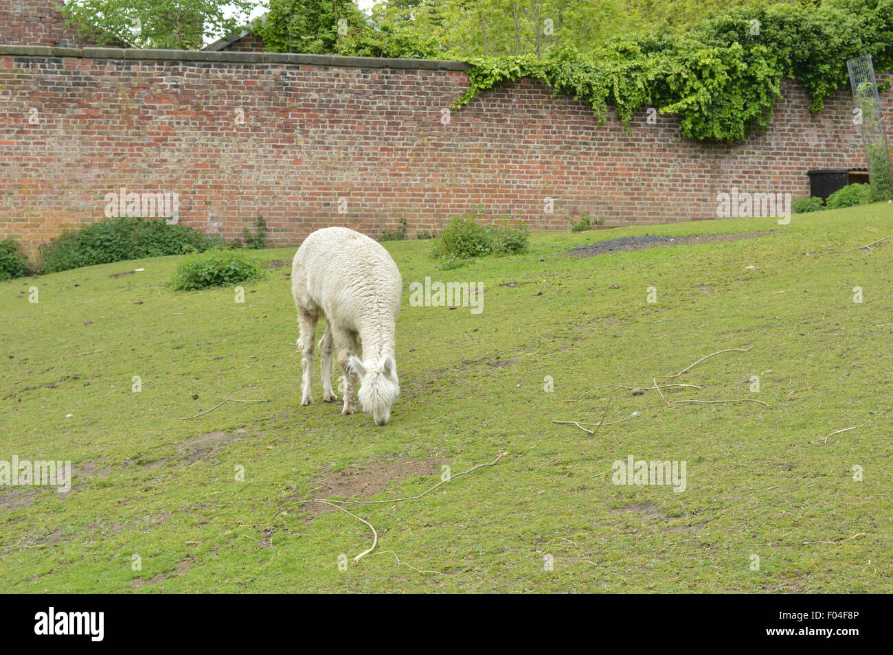 white alpaca eating grass Stock Photo - Alamy