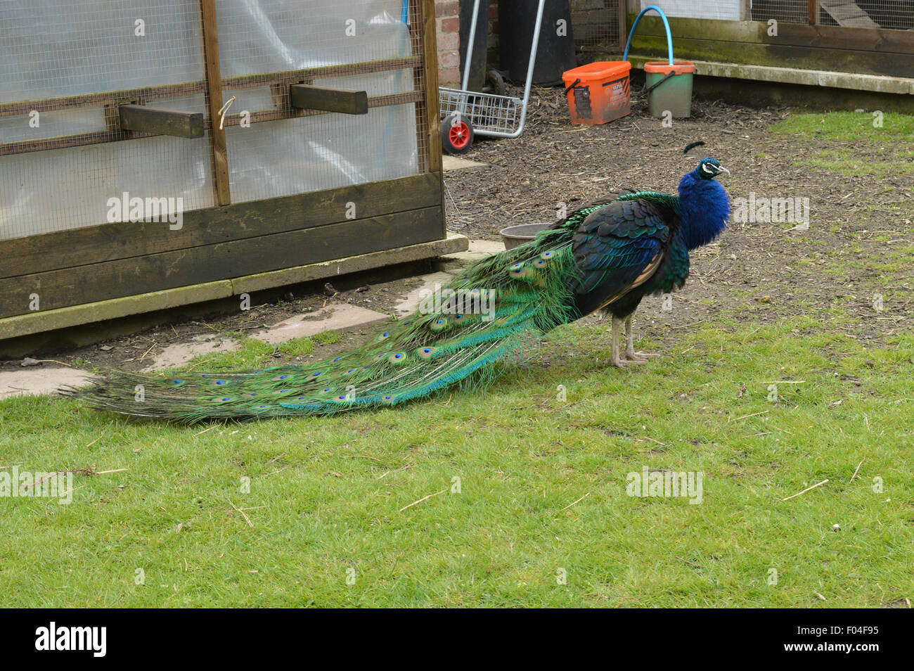 A pretty Peacock Stock Photo - Alamy