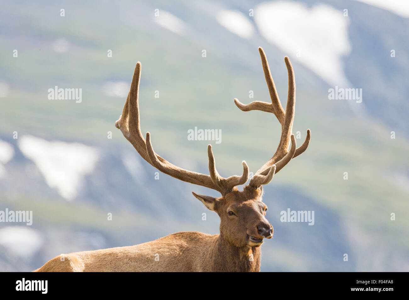 A North American elk along a mountain slope in the Rocky Mountain ...