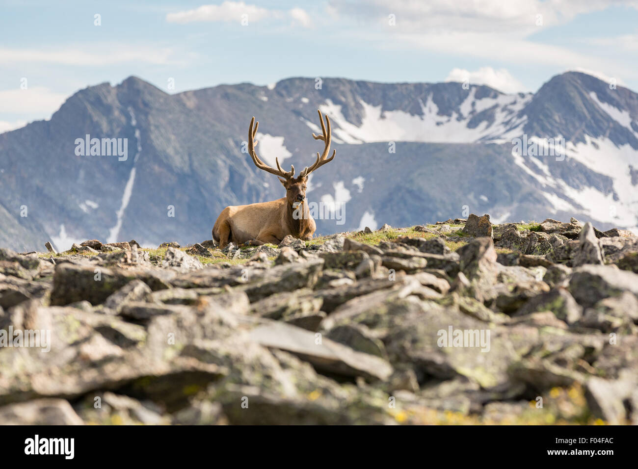 A North American elk along a mountain slope in the Rocky Mountain ...