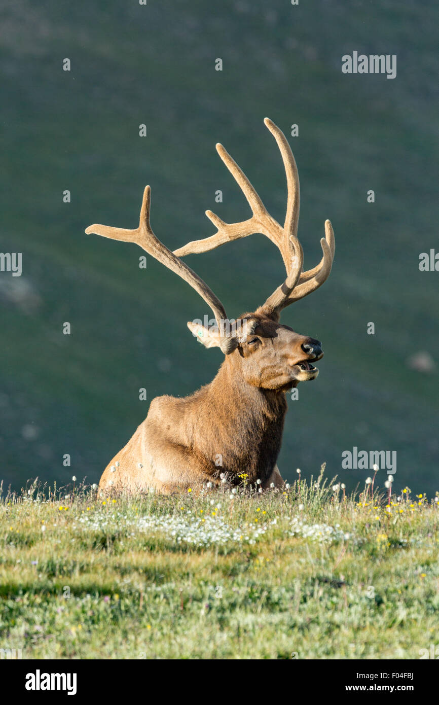A North American elk along a mountain slope in the Rocky Mountain ...