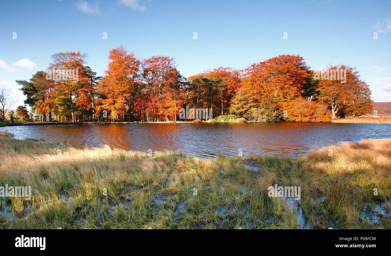 Autumn reveals its colours in woodland by the pond on the Longshaw ...
