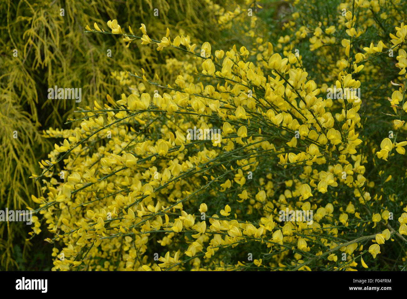 beautiful wild yellow flowers Stock Photo - Alamy