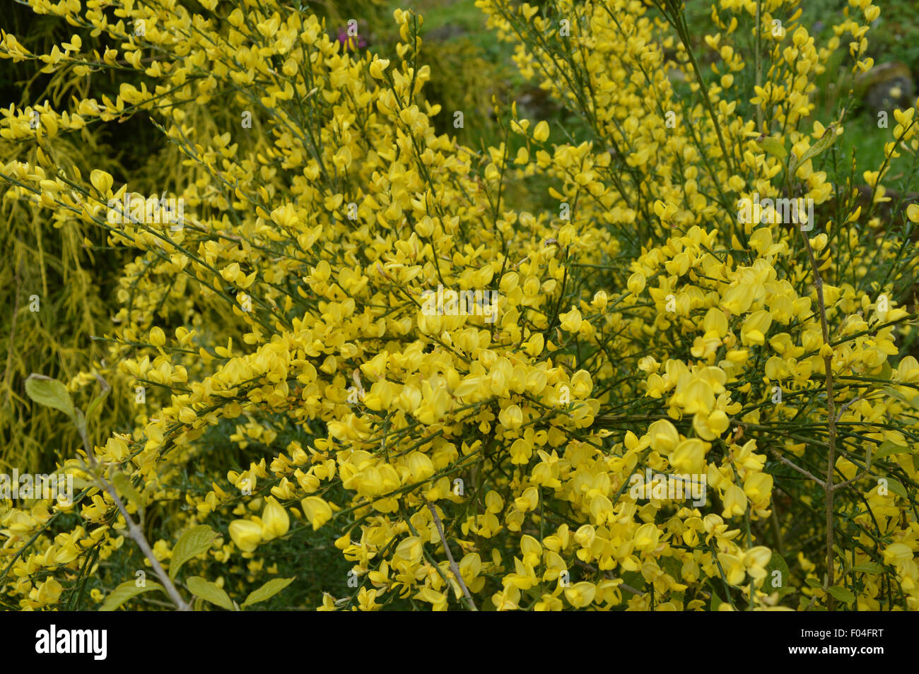 beautiful wild yellow flowers Stock Photo - Alamy