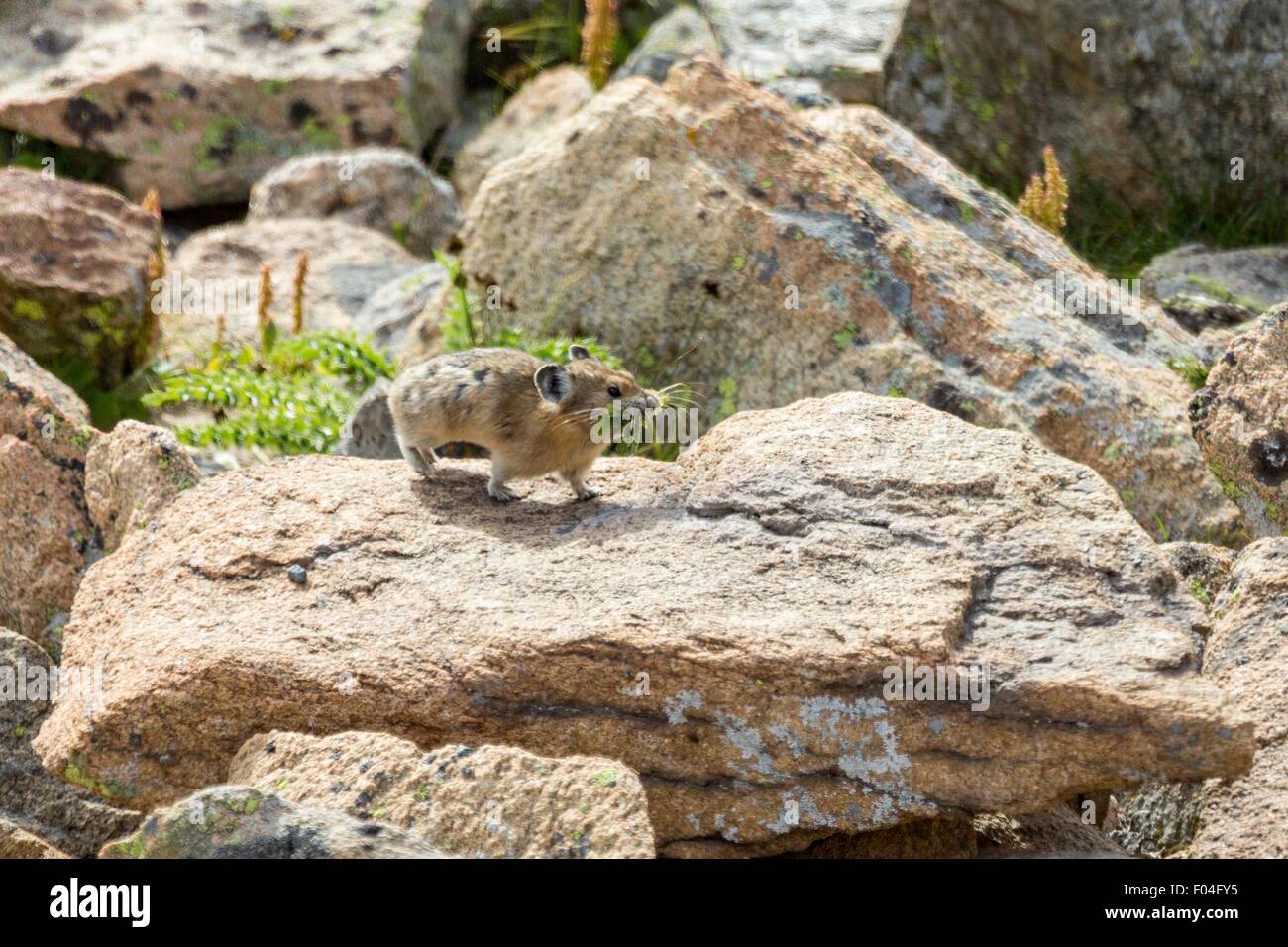 An American pika runs across a rock with a mouthful of wildflowers ...