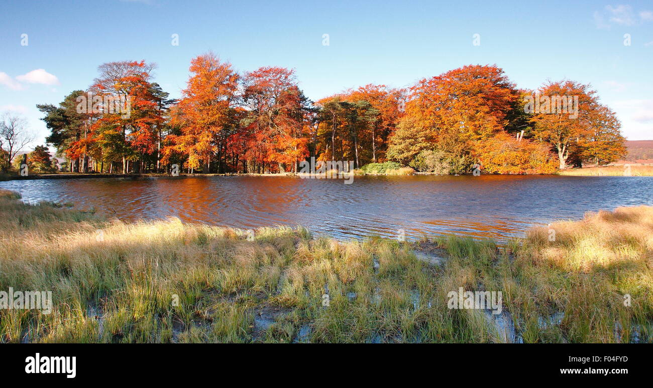 Autumn reveals its colours in woodland by the pond on the Longshaw ...