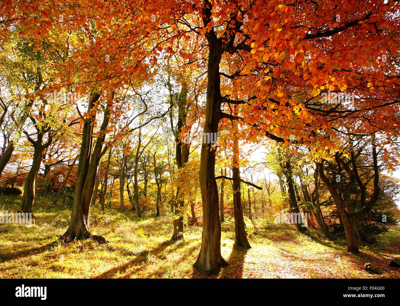 Autumn Trees Uk Hi res Stock Photography And Images Alamy Autumn Trees Uk Hi res Stock Photography And Images Alamy