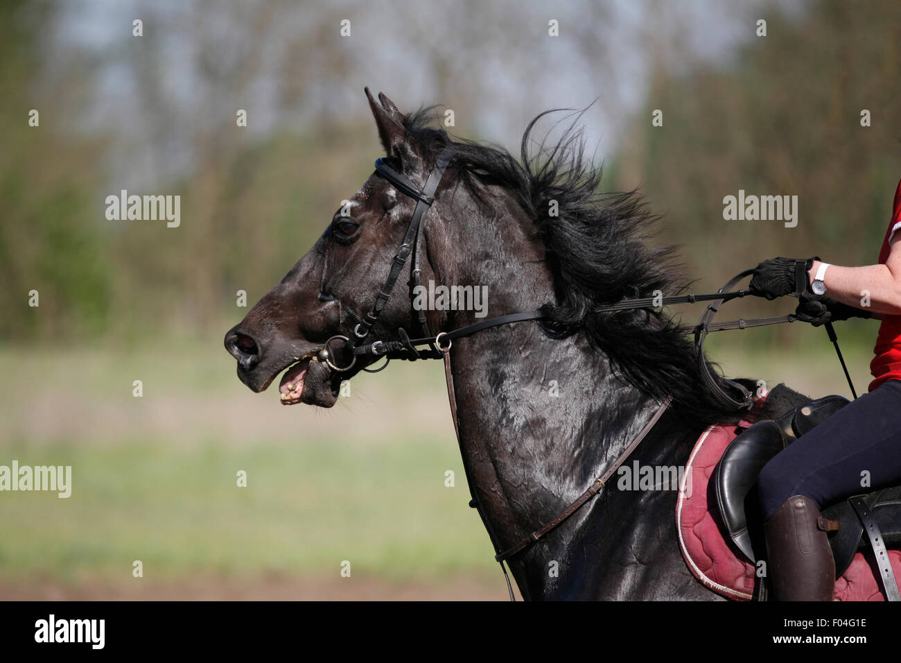 Black girl horse galloping hi-res stock photography and images - Alamy