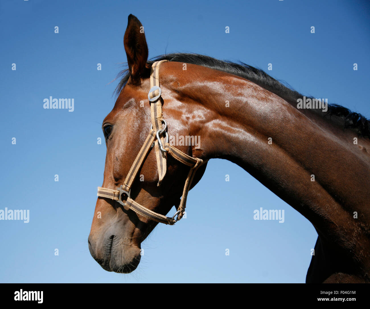 Head shot of a thoroughbred stallion against blue sky summertime Stock ...