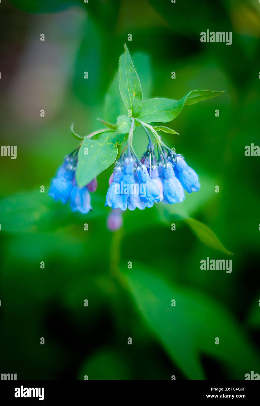 Chiming of bells hi-res stock photography and images - Alamy