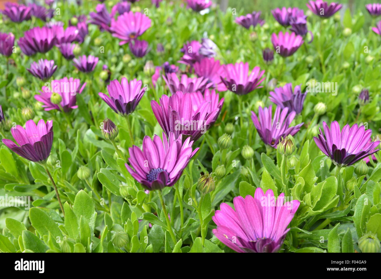 Pretty wild flowers beautiful hi-res stock photography and images - Alamy
