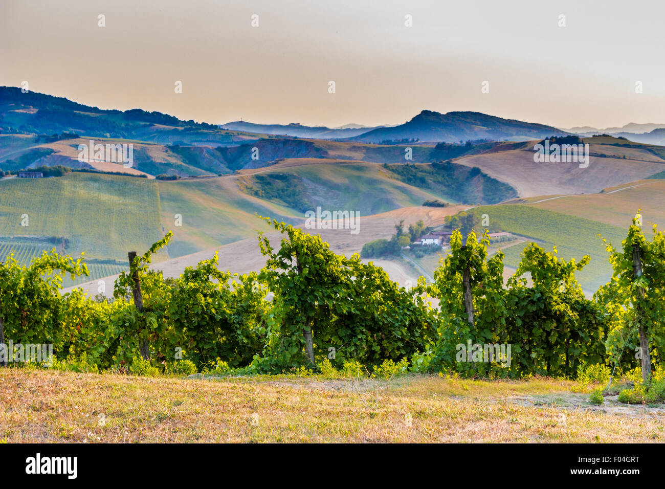 Organic farming in hill - lush vineyards and farmland in the quiet ...