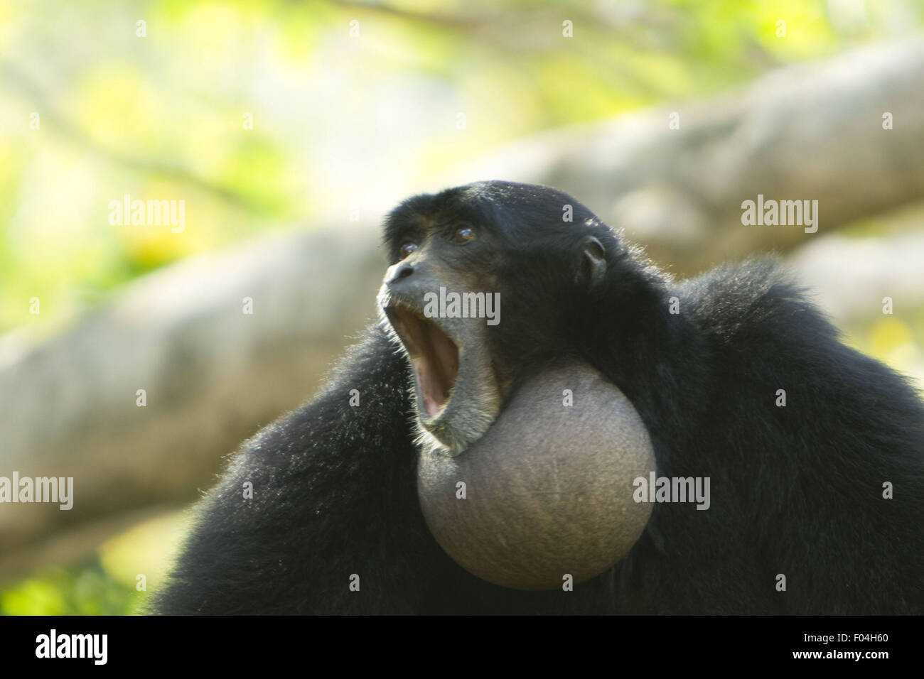 Close-up of a Siamang (Symphalangus syndactylus) on a tree, Miami ...