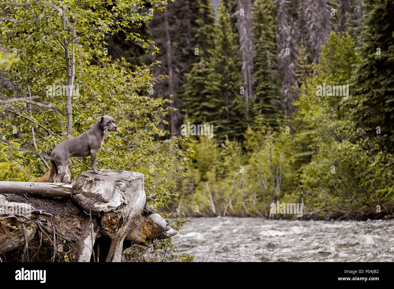 Blue adult Pitbull with front feet up on tree stump at raging rivers ...