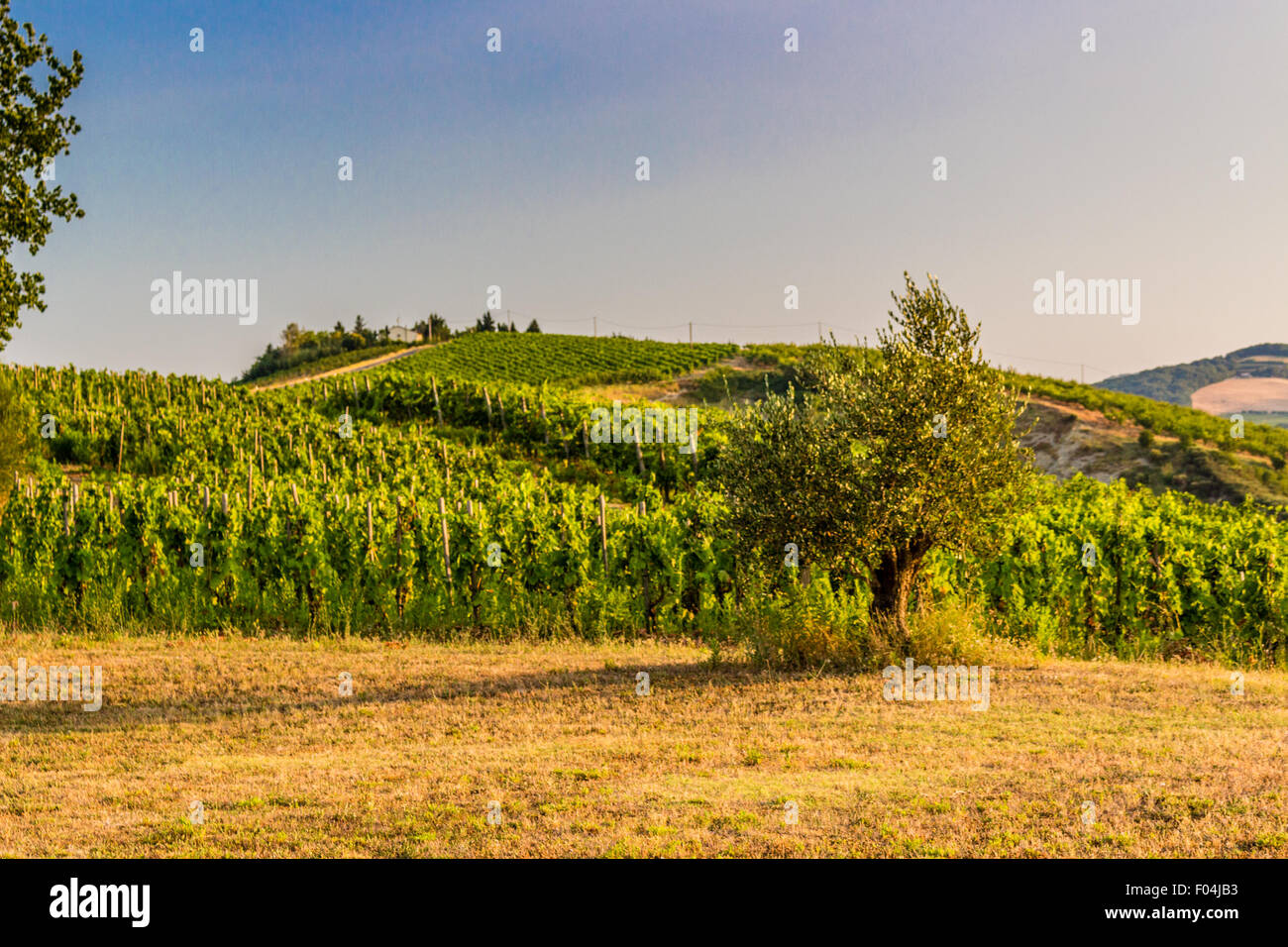 Organic farming in hill - lush vineyards and farmland in the quiet ...