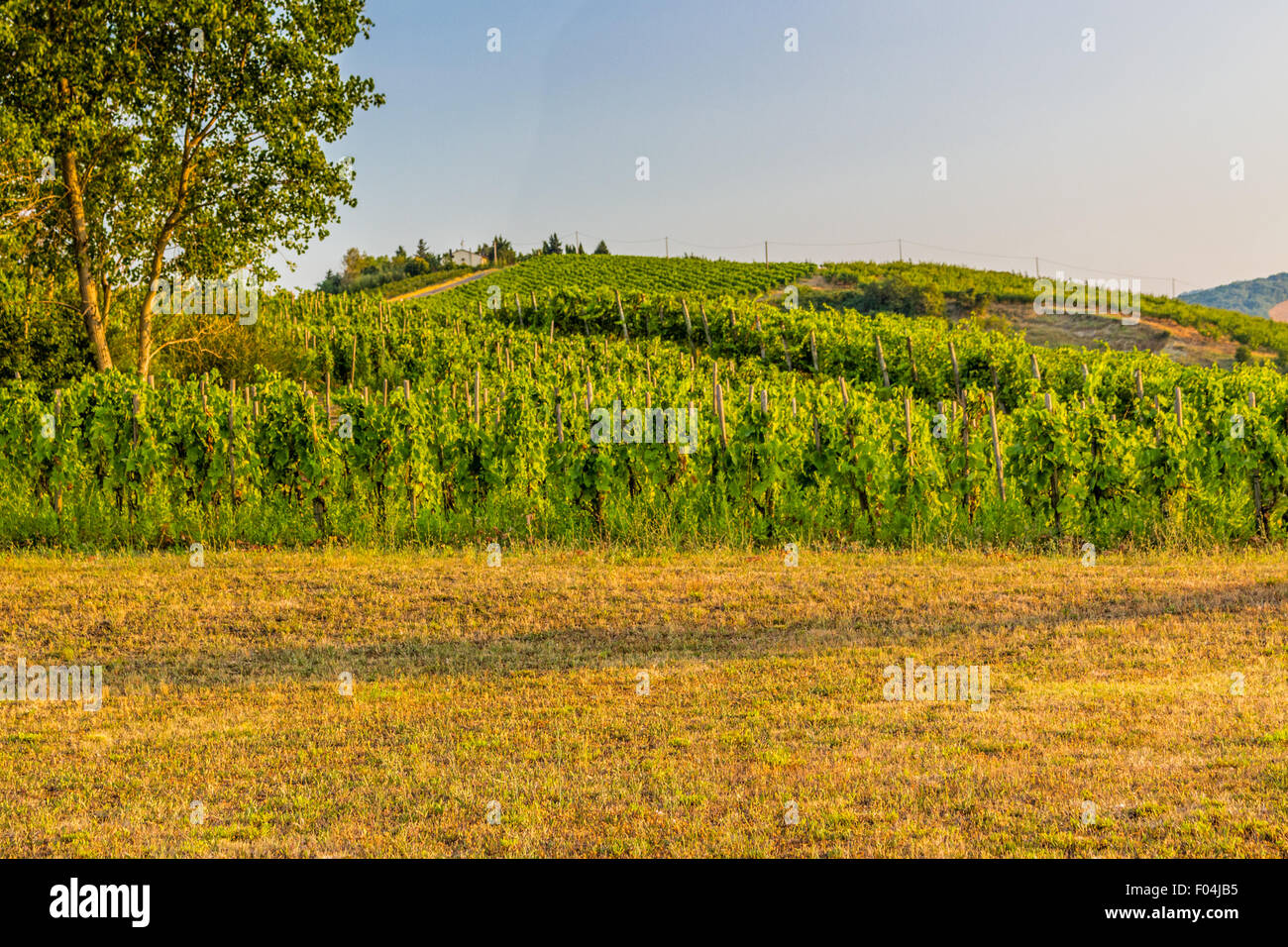 Organic farming in hill - lush vineyards and farmland in the quiet ...