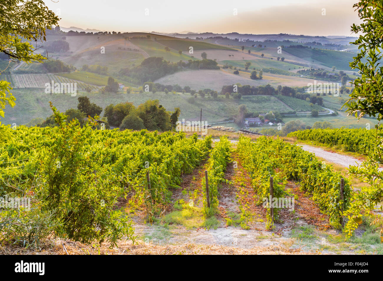 Organic farming in hill - lush vineyards and farmland in the quiet ...