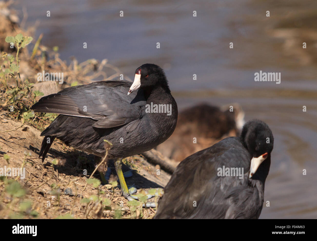 American coot feet hi-res stock photography and images - Alamy