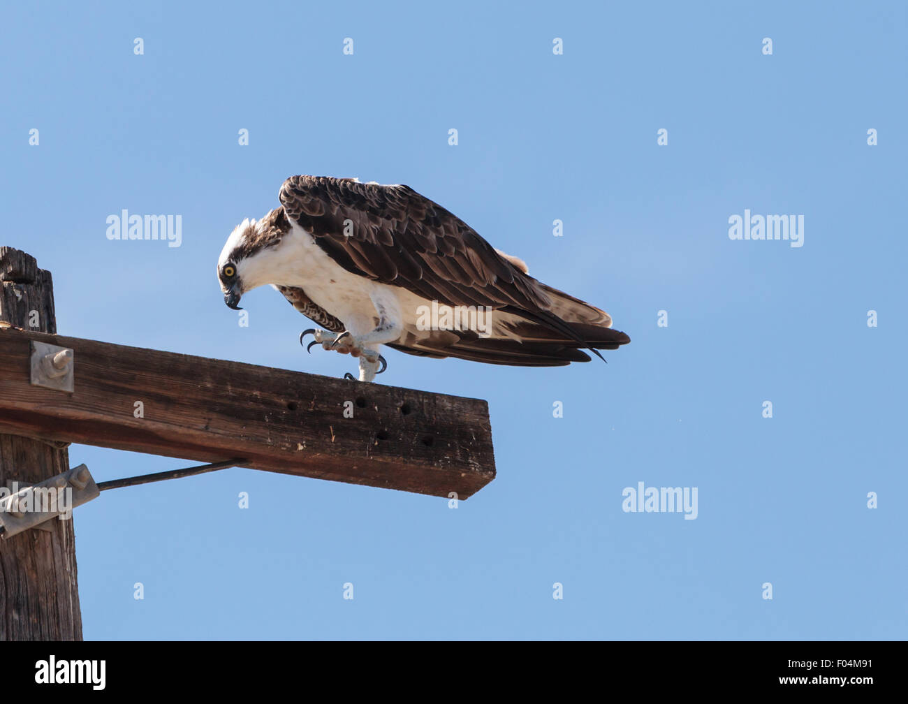 Male osprey bird, Pandion haliaetus, sitting on a perch across a blue ...