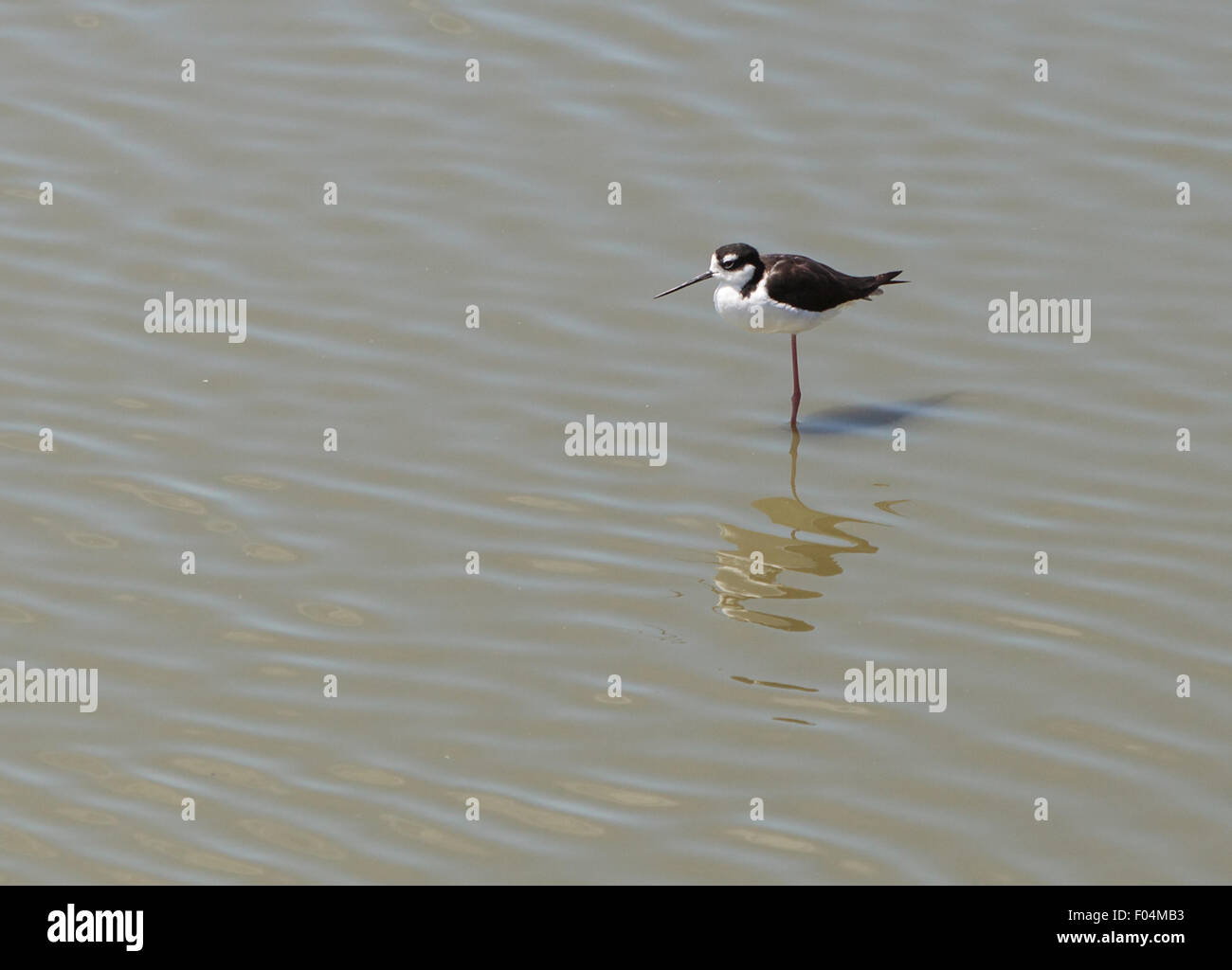 Black-necked stilt, Himantopus mexicanus, shore bird Stock Photo - Alamy