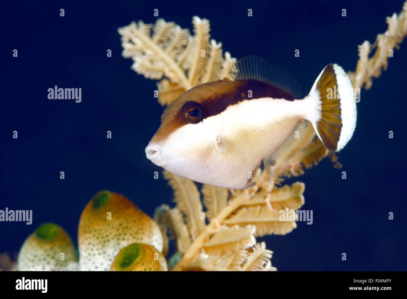 Juvenile Flagtail Triggerfish, Sufflamen chrysopterus. Also known as ...