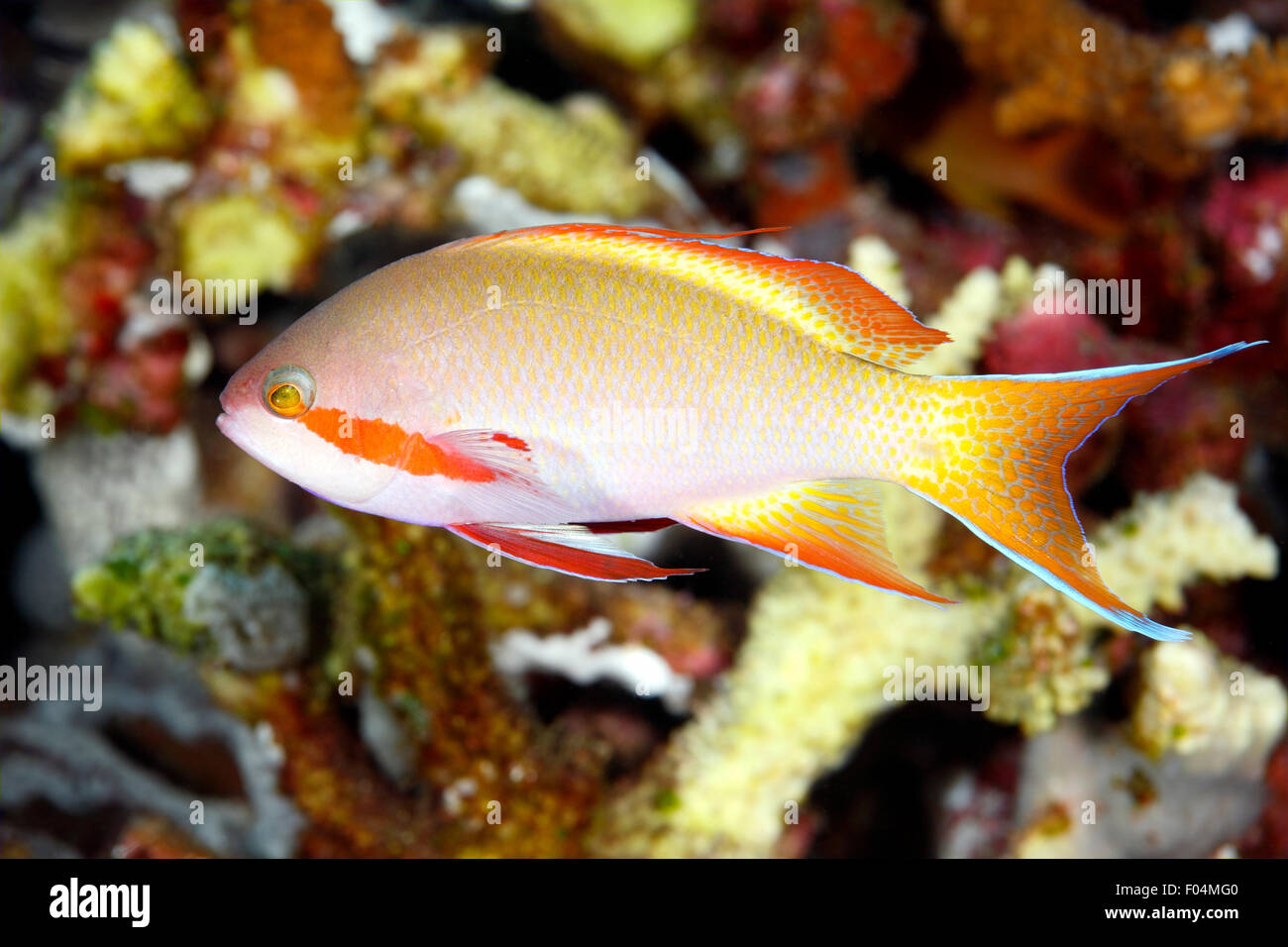 Indian threadfin hi-res stock photography and images - Alamy