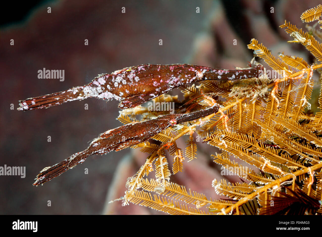 Robust Ghost Pipefish, Solenostomus cyanopterus. Female on the top ...