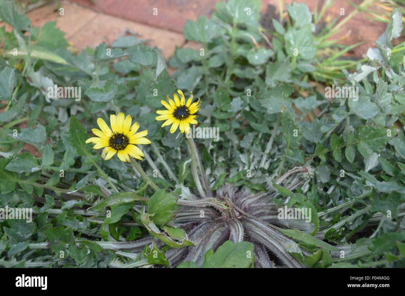 Smiling flowers hi-res stock photography and images - Alamy